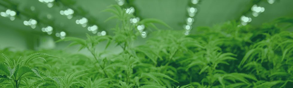 Should You Invest in a Track and Trace Cannabis Tracking System? | CYBRA